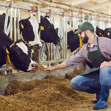 Cattle Scan Monitoring Bolus | Cow Health Monitoring System