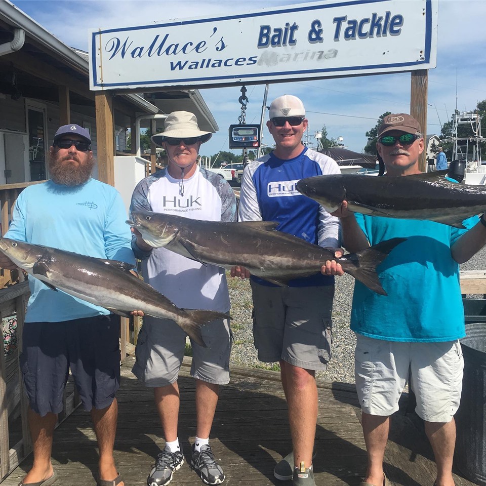 Bait | Wallace's Bait & Tackle | United States