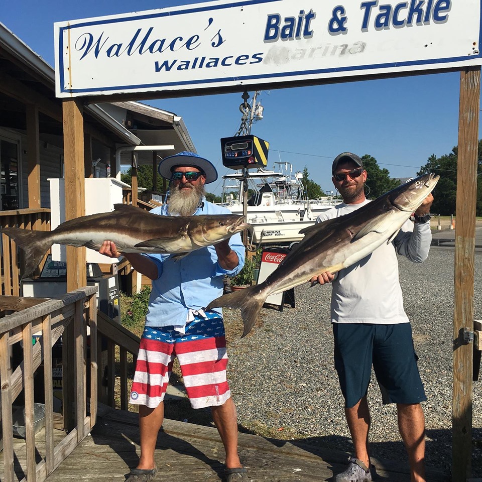 Bait | Wallace's Bait & Tackle | United States