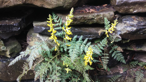 Corydalis cheilanthifolia | garden