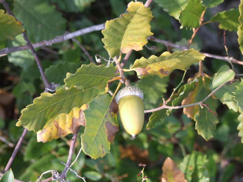 Quercus infectoria subsp. veneris (5 seeds) | website