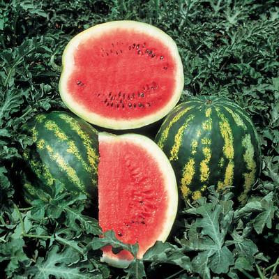 Cypriot Watermelon/Crimson Sweet Seeds (Citrullus lanatus) | website