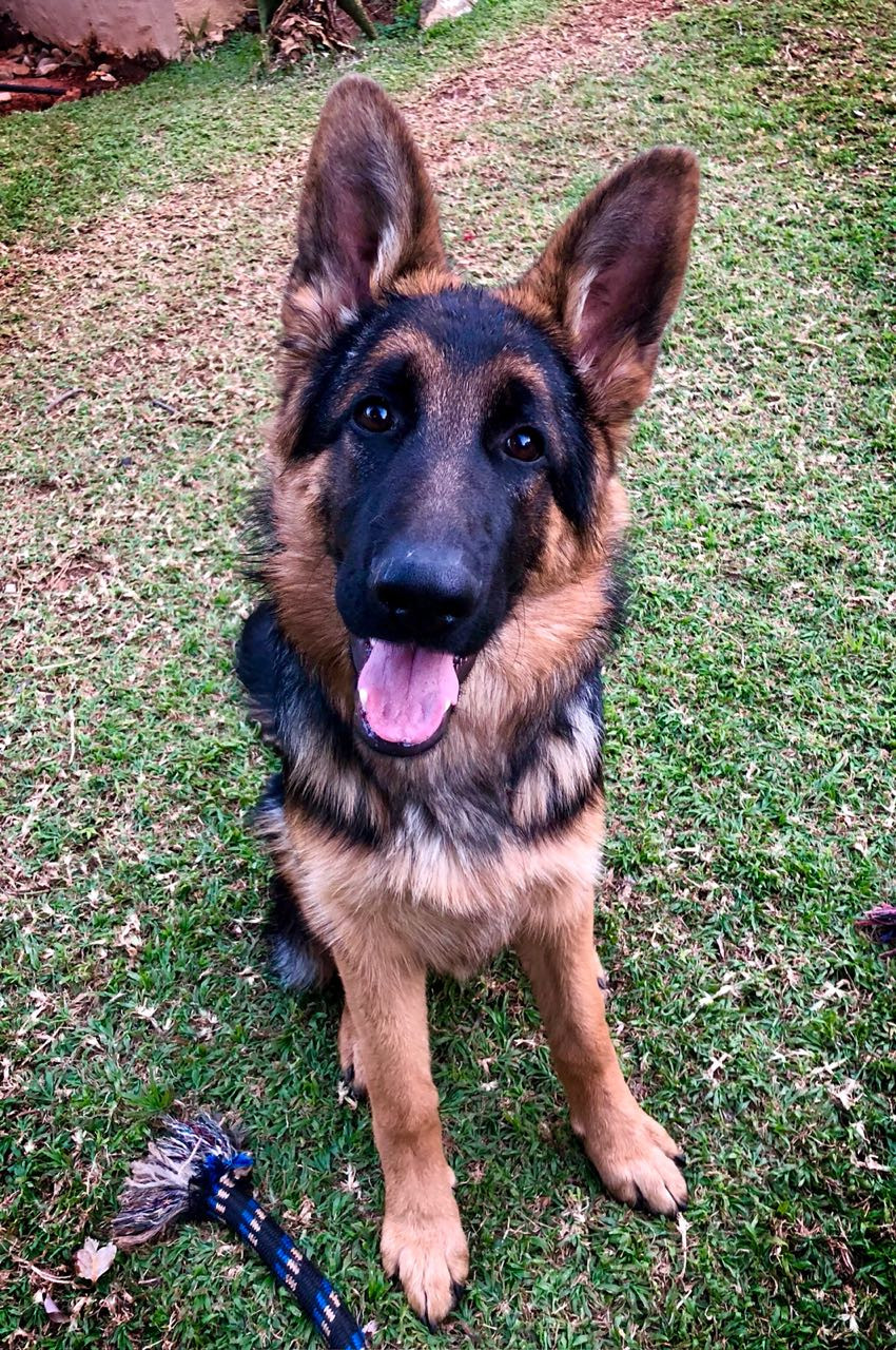 German Shepherd Dogs - Kazandi - Breeders - Gauteng