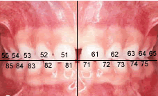 Como aprender a numerologia dos dentes