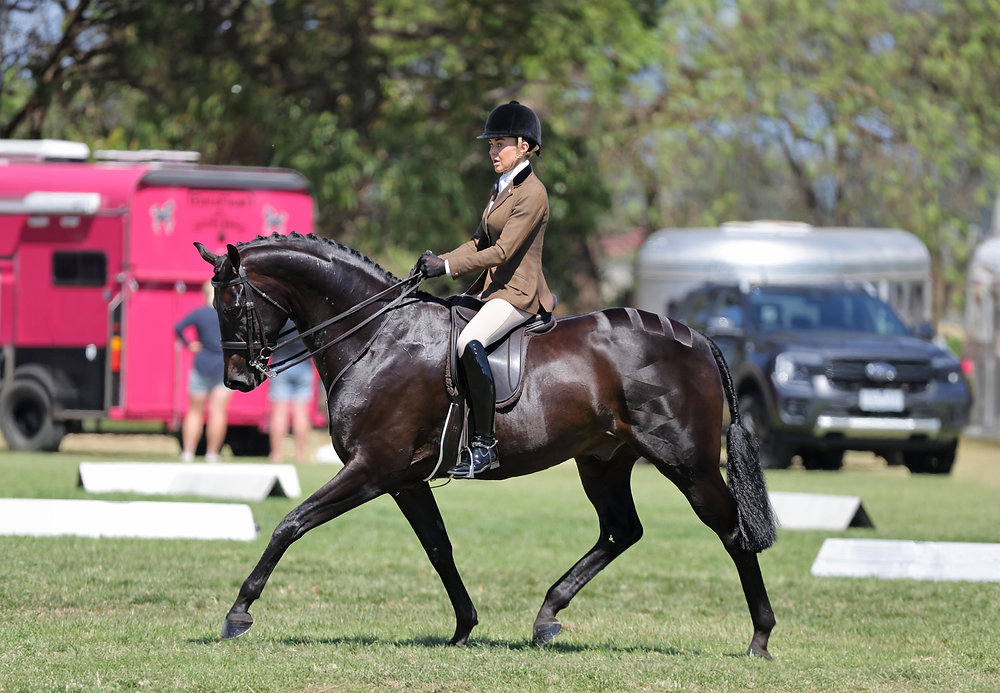 Everyone's wild about Harry - and he's a horse who deserves the love