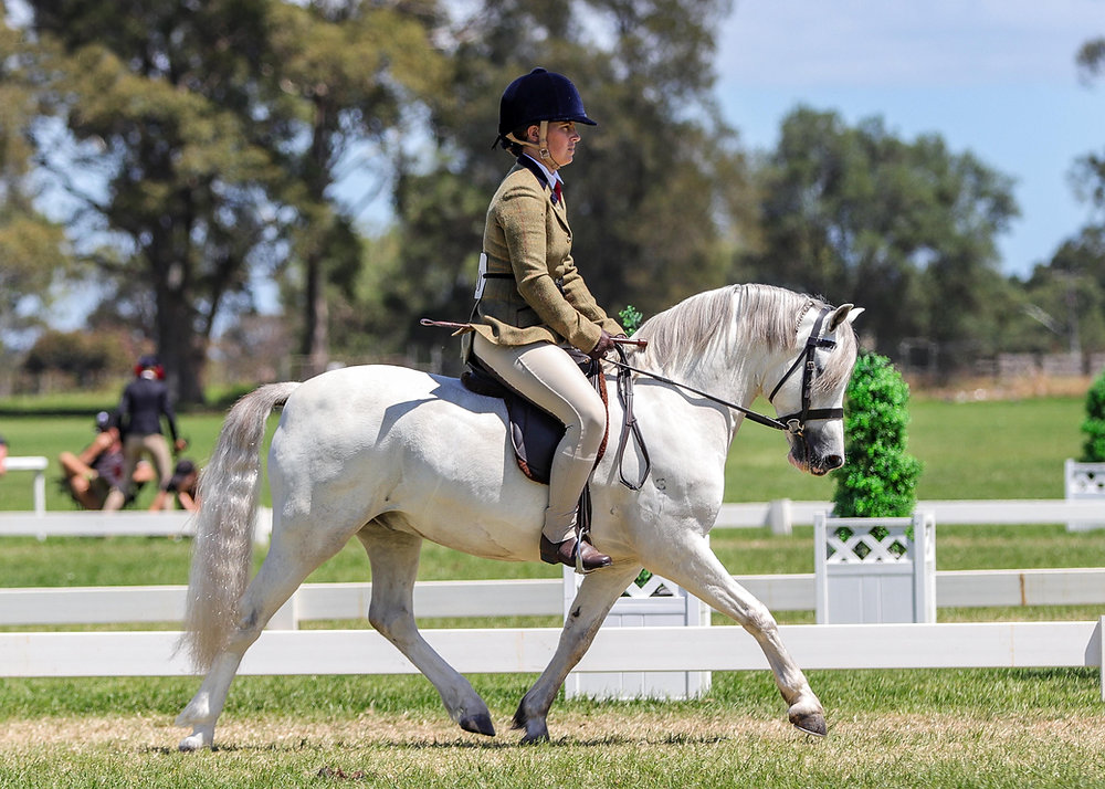 Show Horse Council pulls off the perfect event