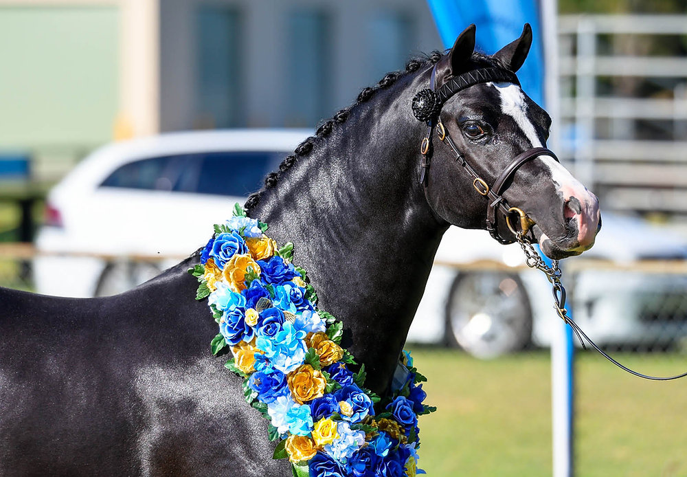 Riding Ponies turn out in force at Hawkesbury