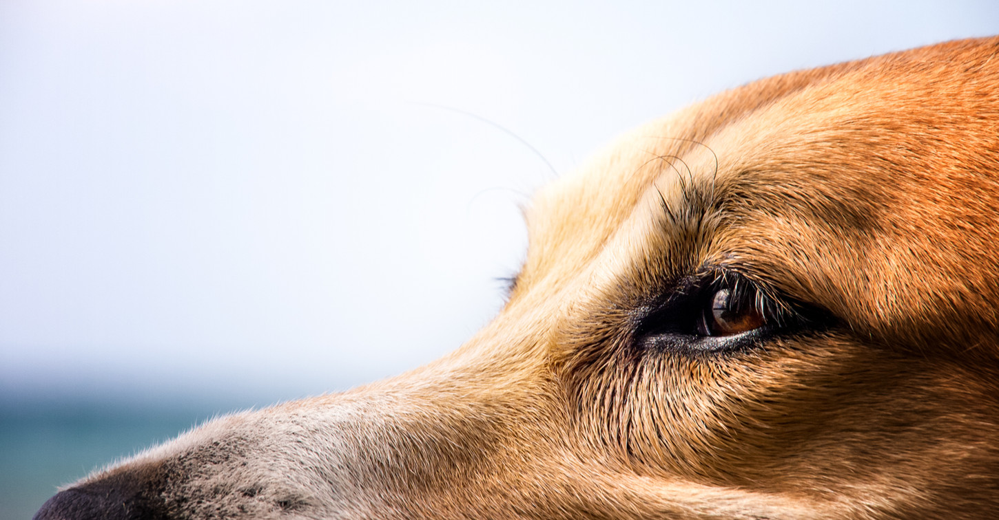 HOME | Baromar Kennels