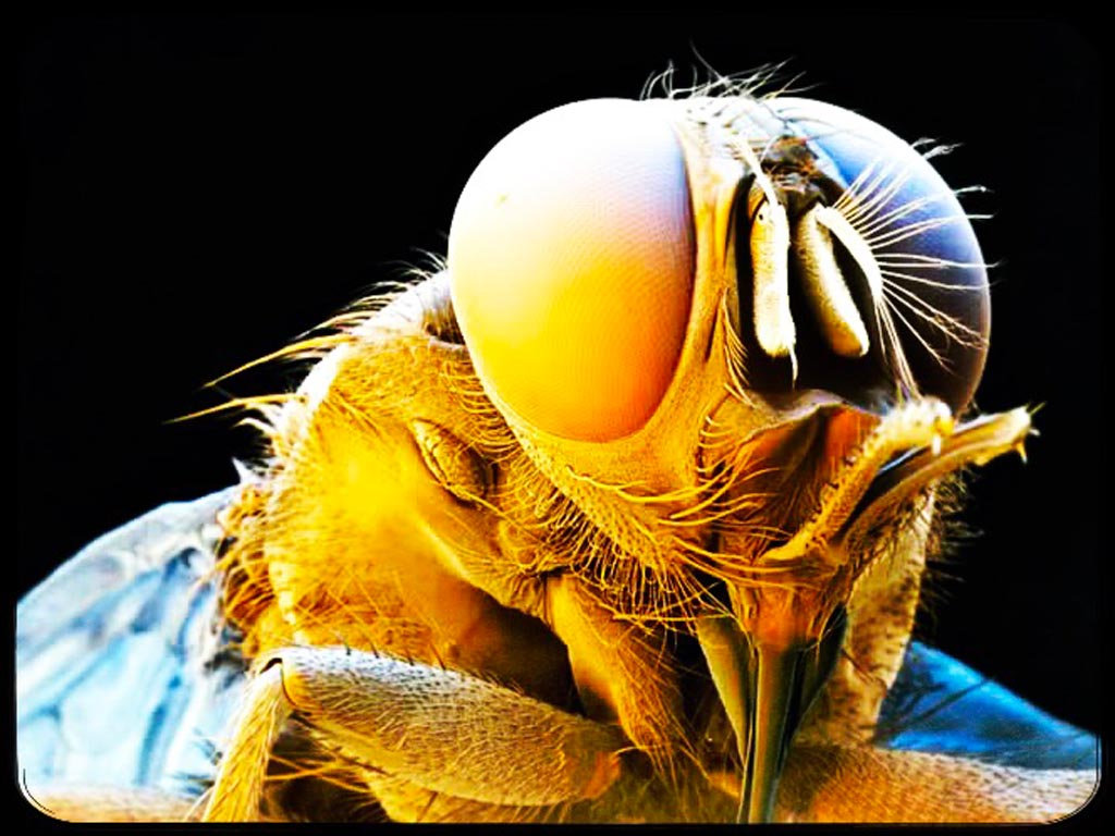La Mouche tsé tsé | CBYR