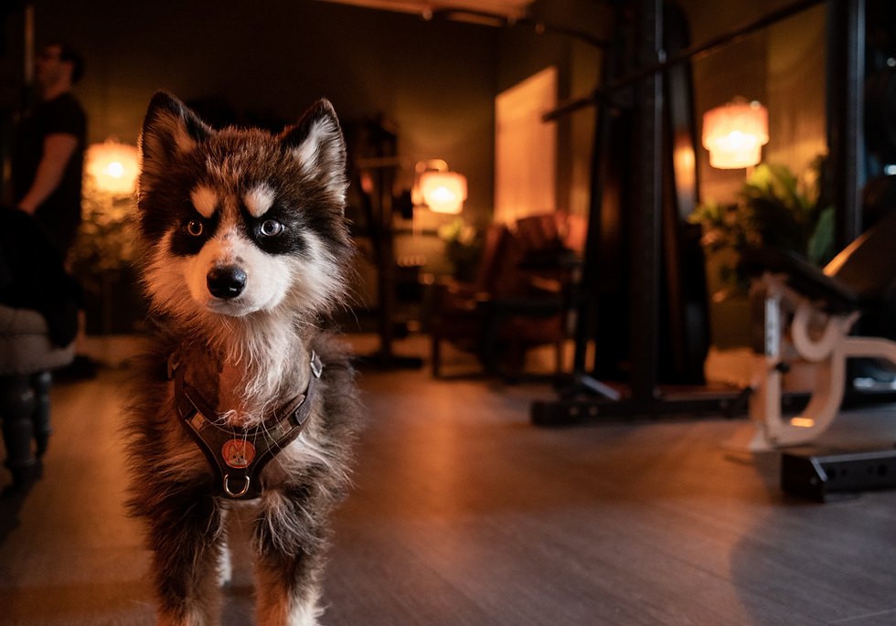 Angel Gyms Clapham & Shoreditch | Personal Training, Reimagined.