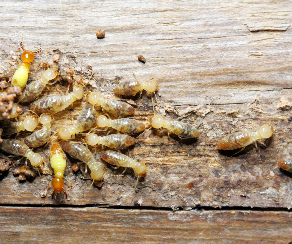 Will Termites Eat Pressure Treated Wood