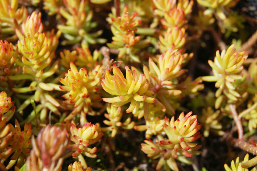 Morning Star Flowers & Trees: Vermont's #1 Rare Plant Nursery