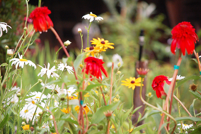 Morning Star Flowers & Trees: Vermont's #1 Rare Plant Nursery