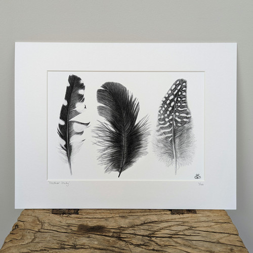 Feather study | Stephanie Lacey Art