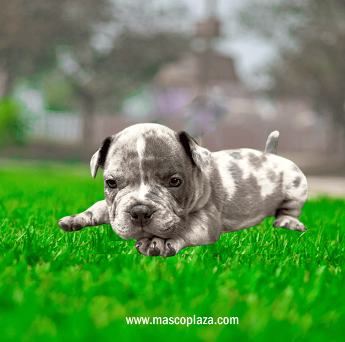 Micro Exotic American bully - Merle | Pedigree