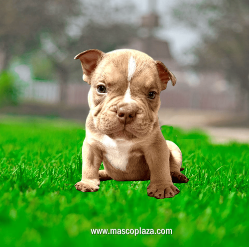 Micro Exotic American bully | Pedigree