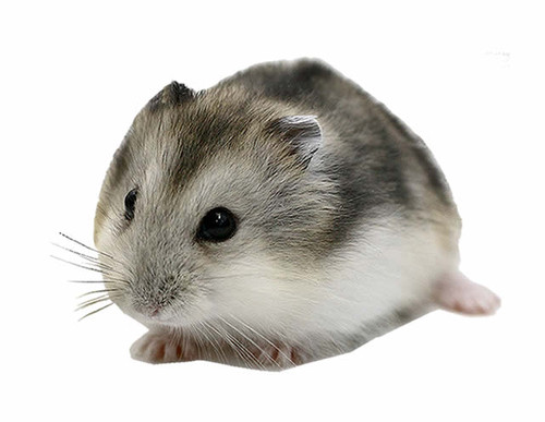 HAMSTER CAMPBELL