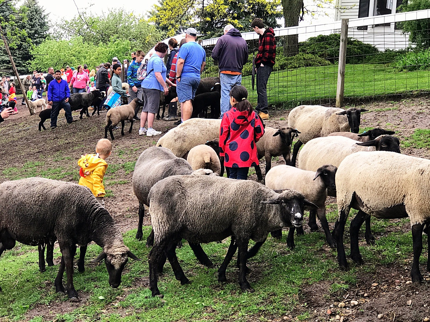 Fullscreen Page | Critterbarn