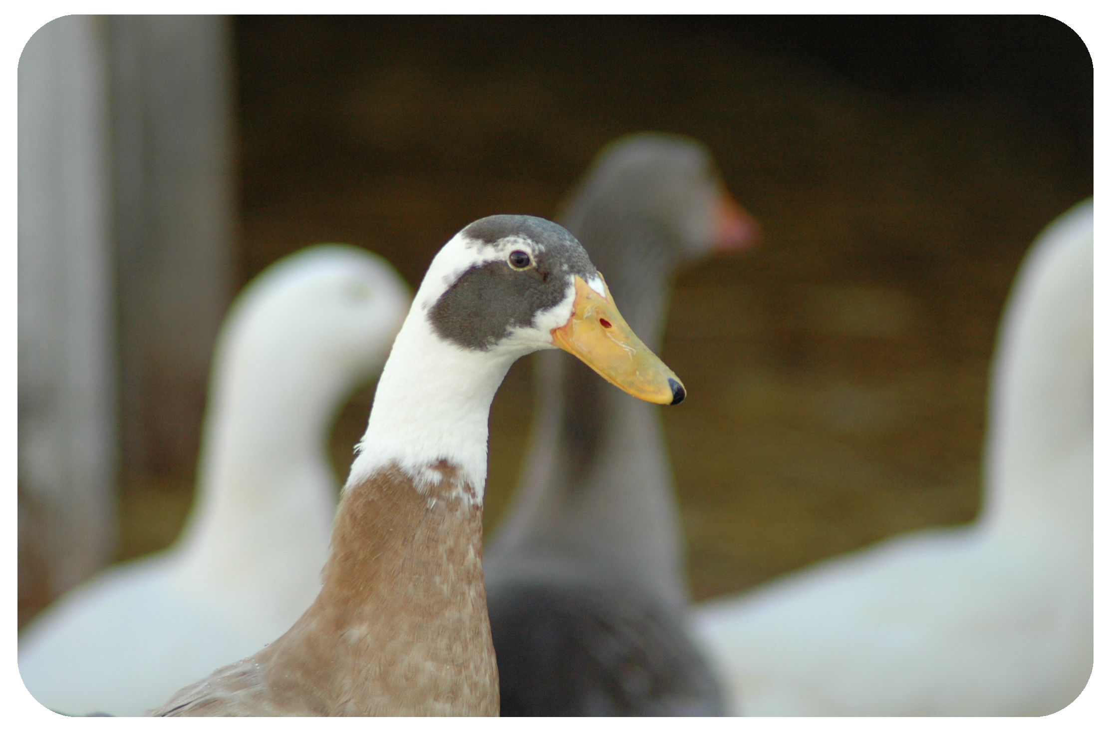 Critter Barn | Critters