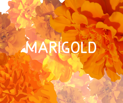 Orange Floral Nameplate with Marigold flower | Decography