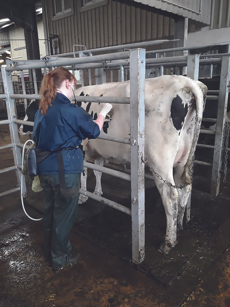 Post-calving care key to LDA prevention (Feb 22)