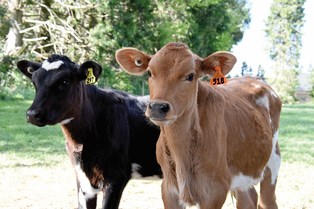Award set to showcase calf-rearing talent