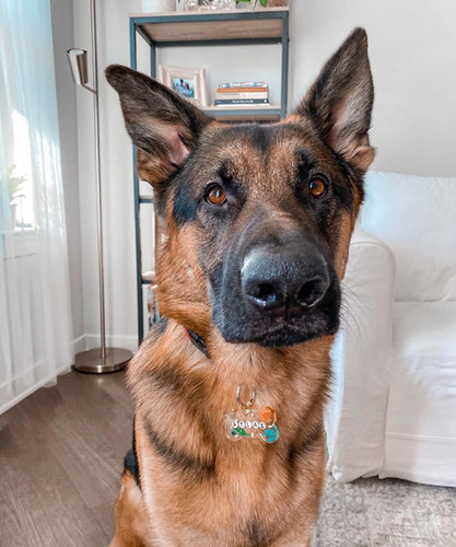 Customizable Flower Dog Tag | Woof and Willow Co.