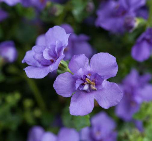 Scopia Double Indigo Bacopa | Blue Spade