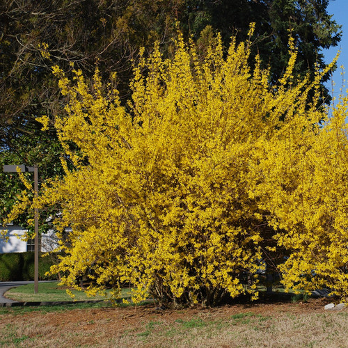 Forsythia Northern Gold: 2Gal | Blue Spade