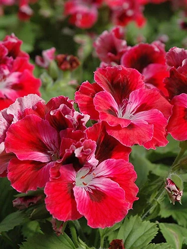 Elegance Red Velvet Regal Geranium | Blue Spade