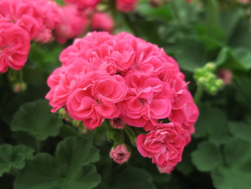 Patriot Rosalinda Geranium | Blue Spade