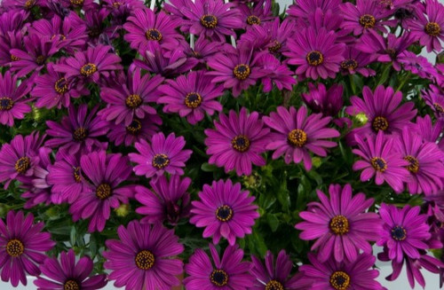 Osticade Purple Osteo | Blue Spade