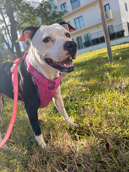 Adoptables | Rescue Paws 4 Furry Hearts | United States