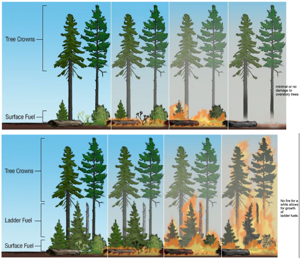 Save the animals, save the trees, save the planet | CoSphere