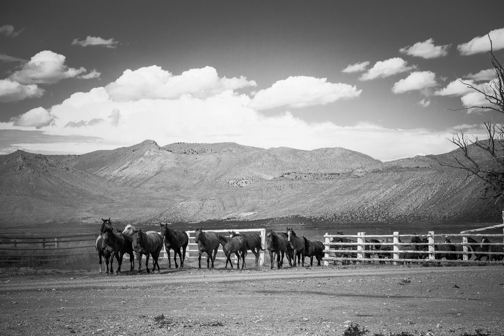 Winecup Gamble Ranch (Part 2)