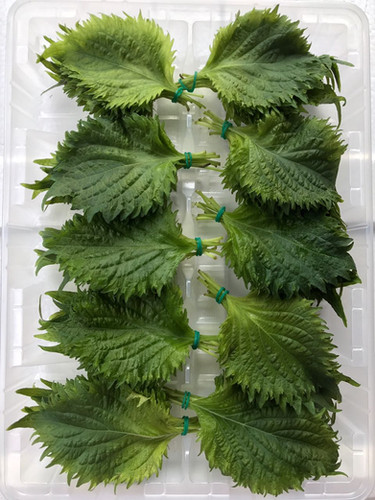 Ohba Leaves / Perilla Leaves - 100'S | Japanese Edible Flowers, Garnish ...