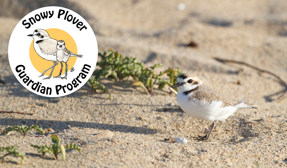 Snowy Plovers | MAS