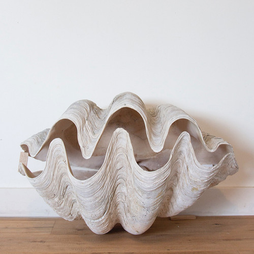 RARE Giant Tridacna Gigas Double Clam | Merchants of the Sea