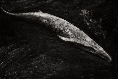 The whale | David Begley