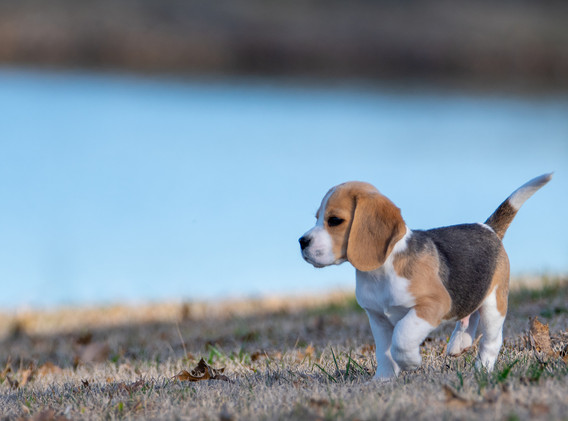 Beagle Puppies for Sale in Oregon - KanDacres.com