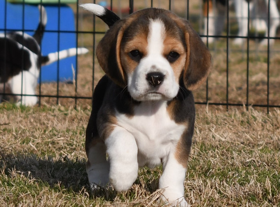 Beagle Puppies for Sale in Oregon - KanDacres.com