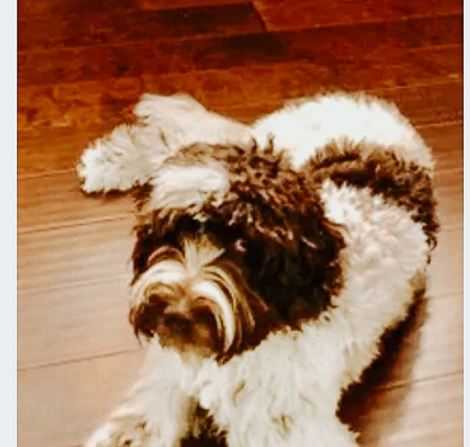 Zeke | North Austin Labradoodles | Dallas