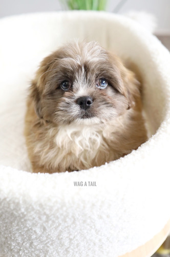 SHINESE - United Kingdom Import | Wag A Tail Singapore