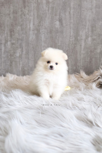 POMSPITZ | Wag A Tail Singapore