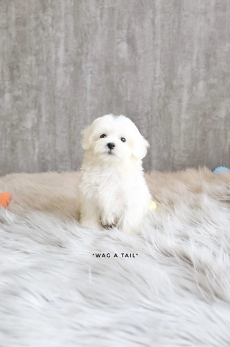MALTIPOO | Wag A Tail Singapore