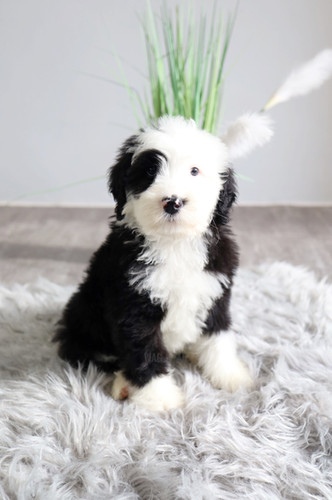 MINI SHEEPADOODLE - United Kingdom Import | Wag A Tail Singapore