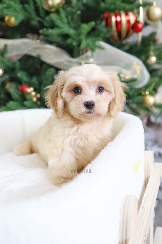 CAVAPOO | Wag A Tail Singapore