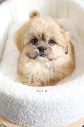 SHINESE - United Kingdom Import | Wag A Tail Singapore