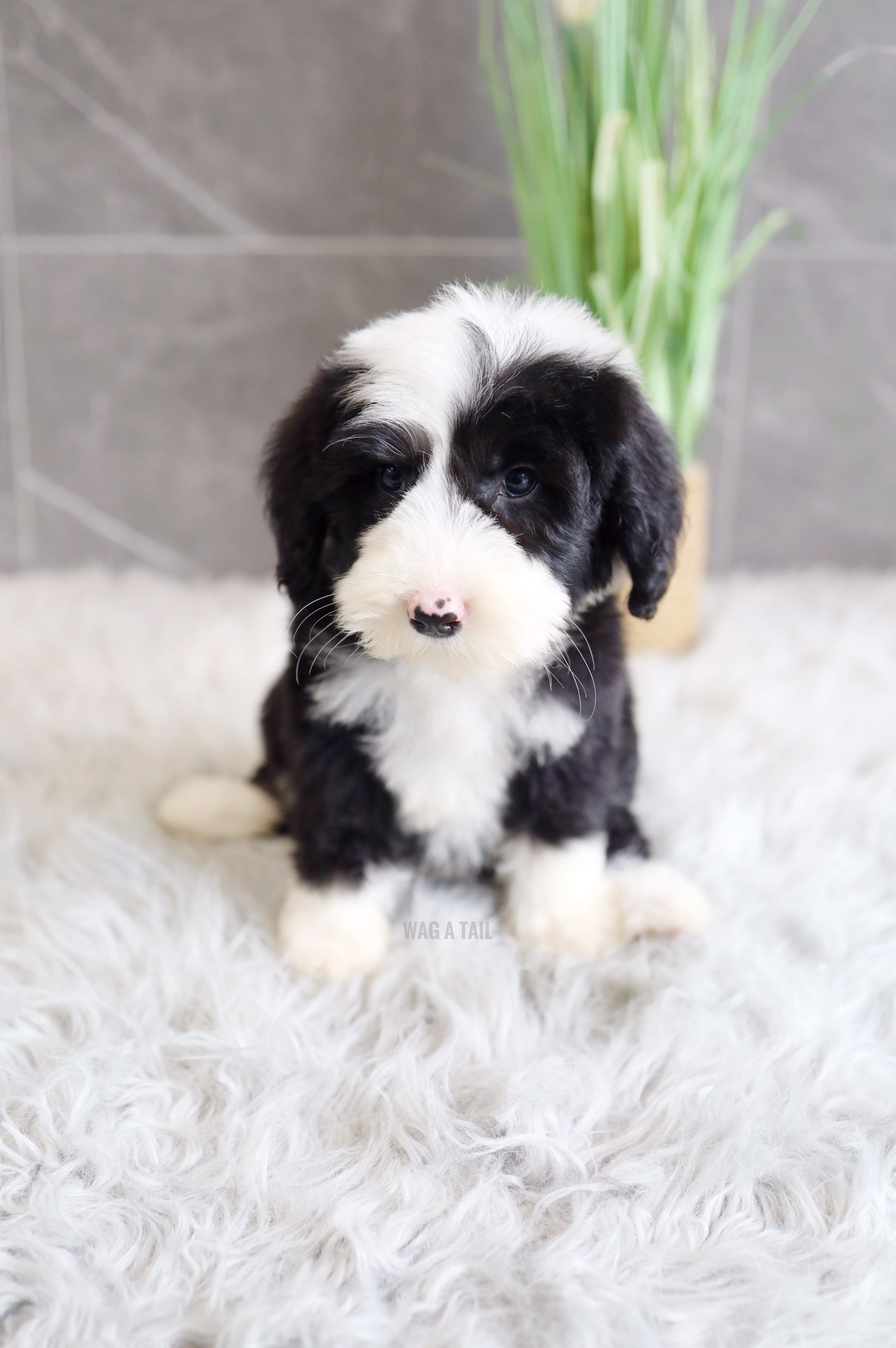 mini sheepadoodles uk