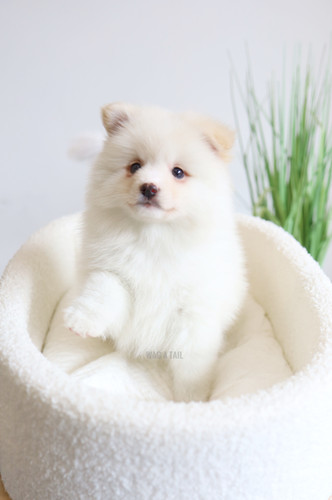 CHOWSKY x MINI POMERANIAN - UK IMPORT | Wag A Tail Singapore